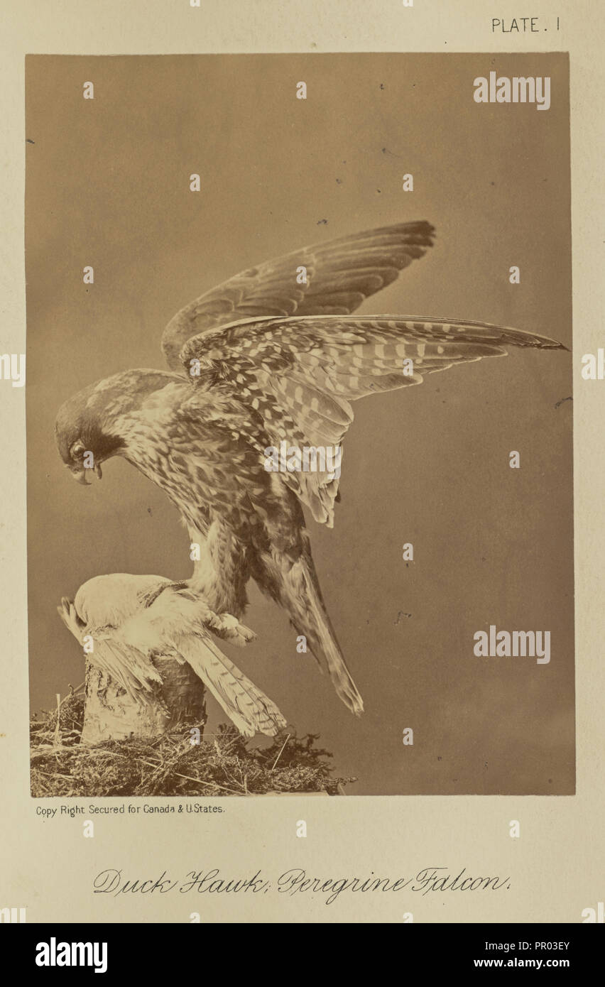 Duck Hawk; Peregrine Falcon; William Notman, Canadian, born Scotland ...