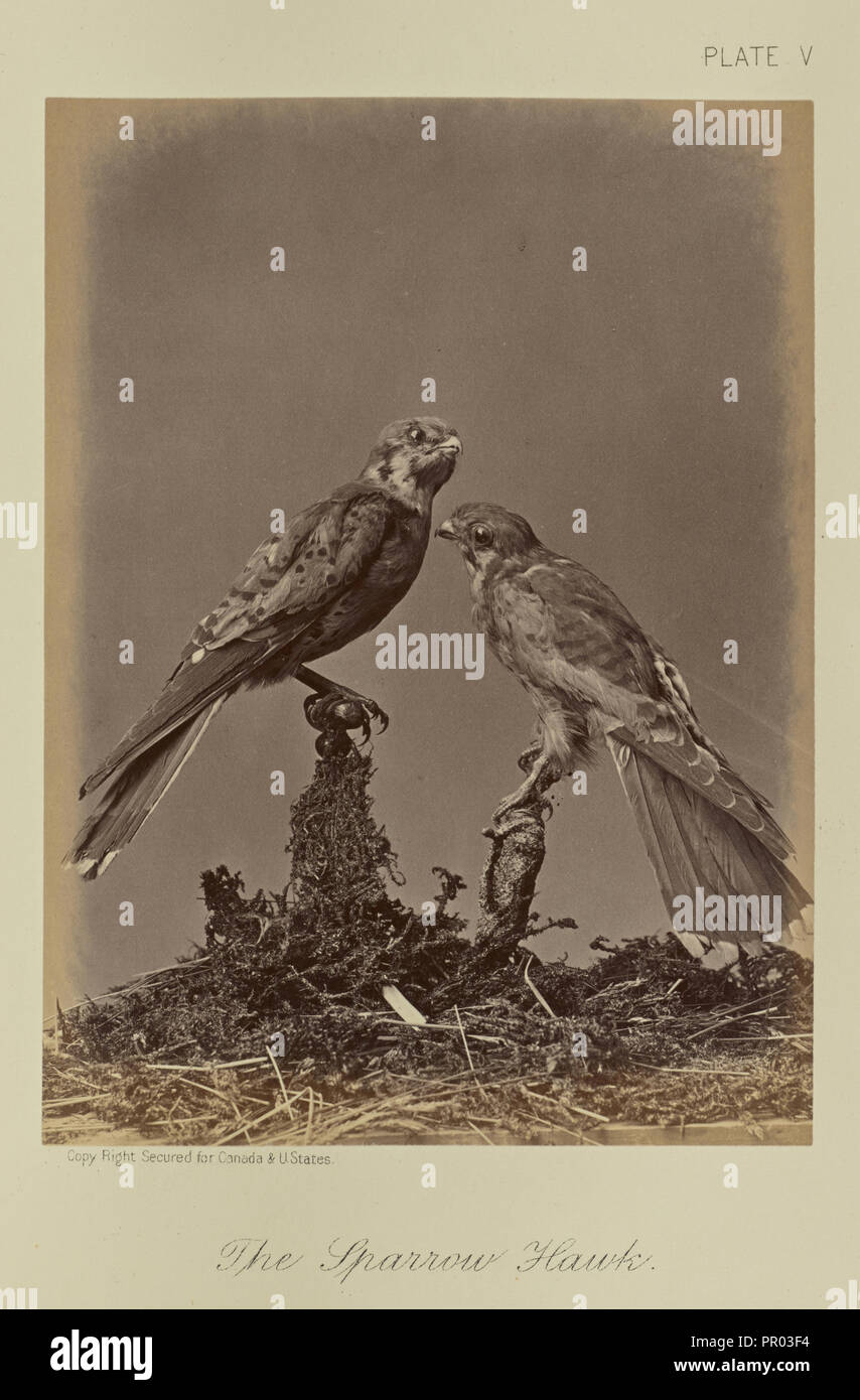 The Sparrow Hawk; William Notman, Canadian, born Scotland, 1826 - 1891 ...