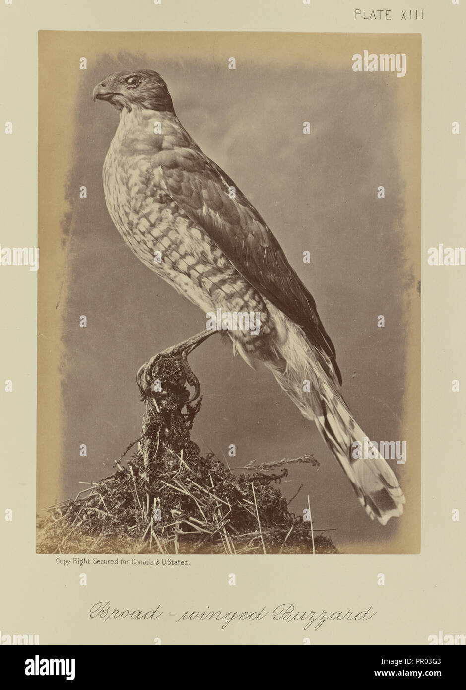 Broad-winged Buzzard; William Notman, Canadian, born Scotland, 1826 ...