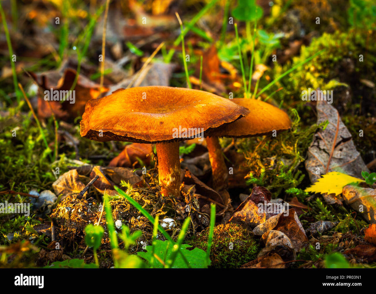 Deadly webcap (Cortinarius rubellus Stock Photo - Alamy