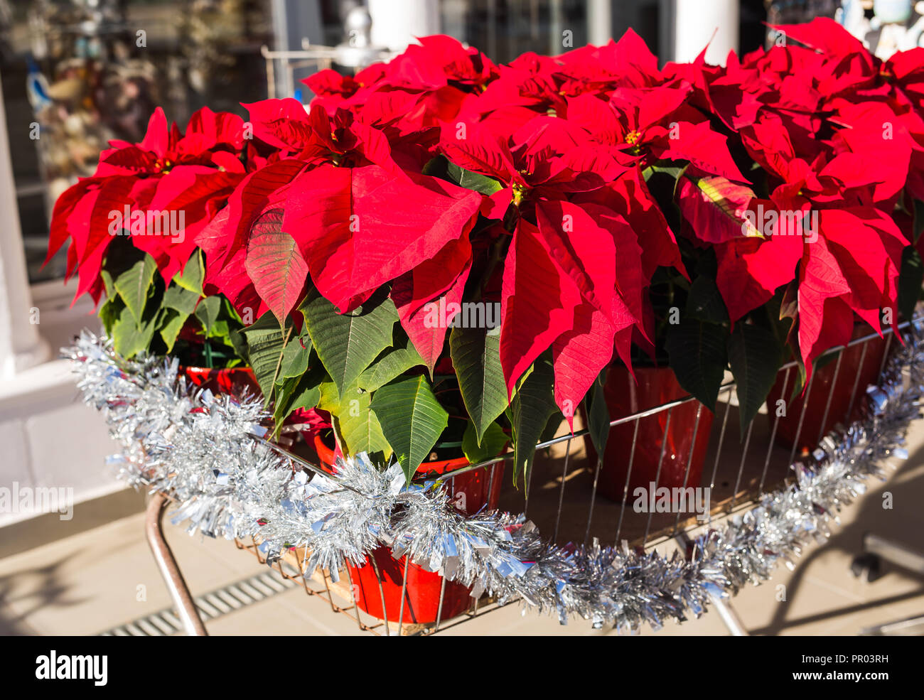Poinsettia pot christmas light hi-res stock photography and images - Alamy