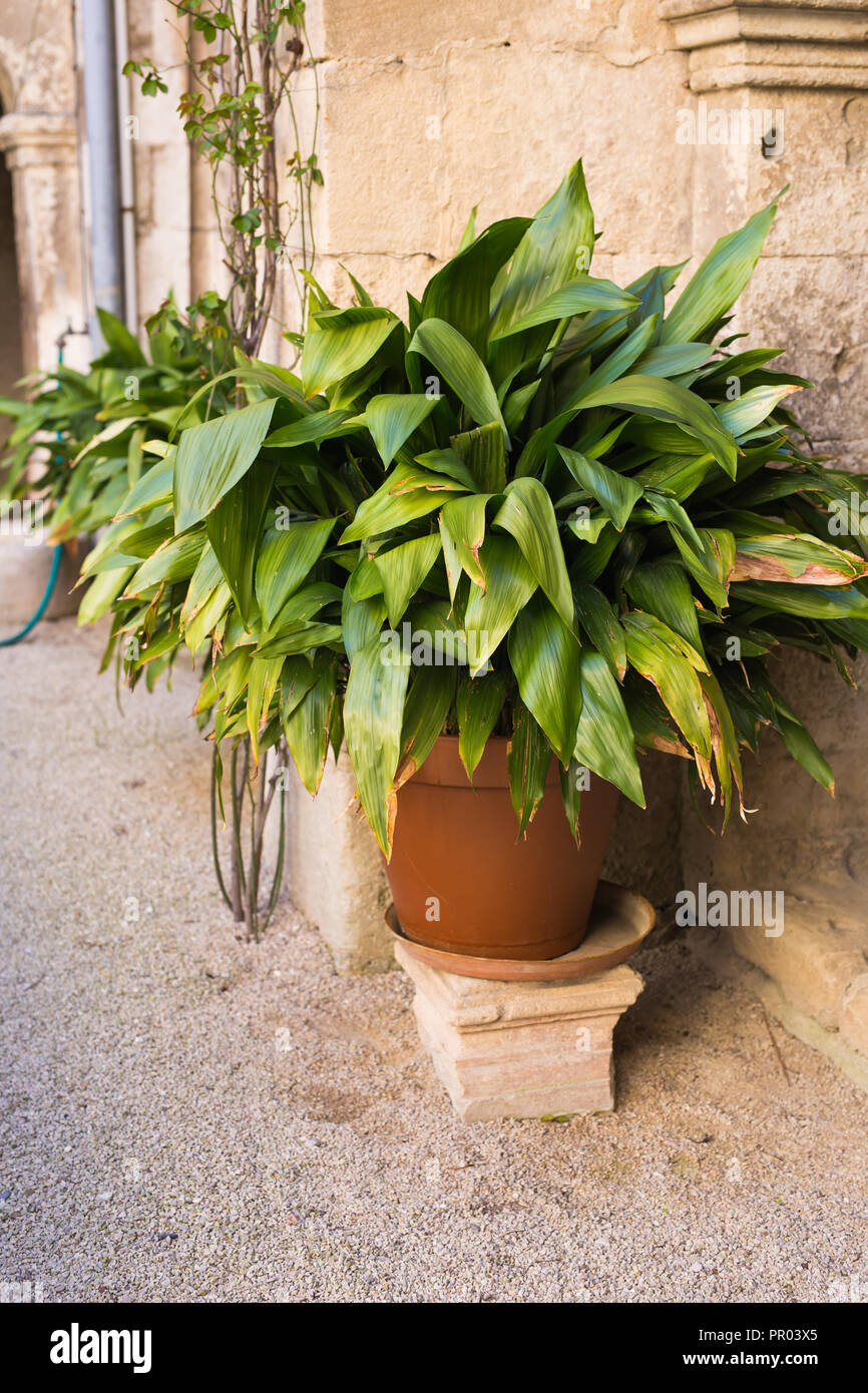 Green potted plants in beautiful pot outdoor Stock Photo - Alamy