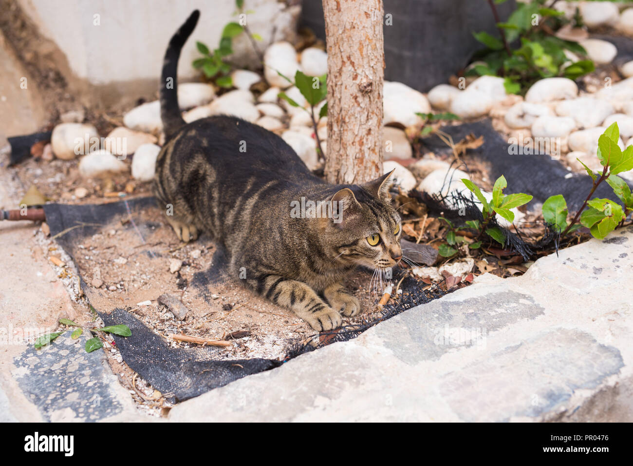 Concept of homeless animals - Cute cat outdoors Stock Photo - Alamy