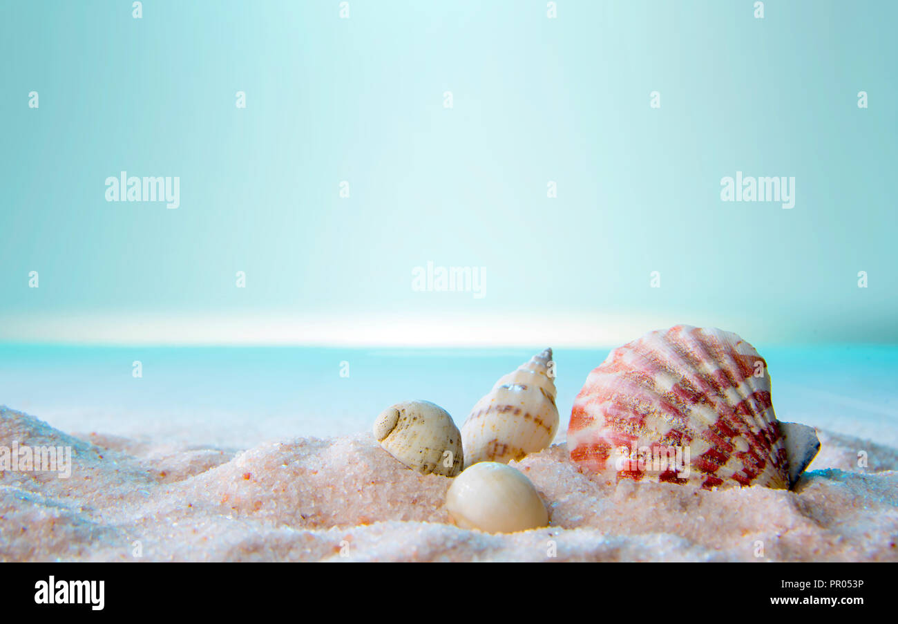 Shells on the pink sand with the sea in the background Stock Photo - Alamy