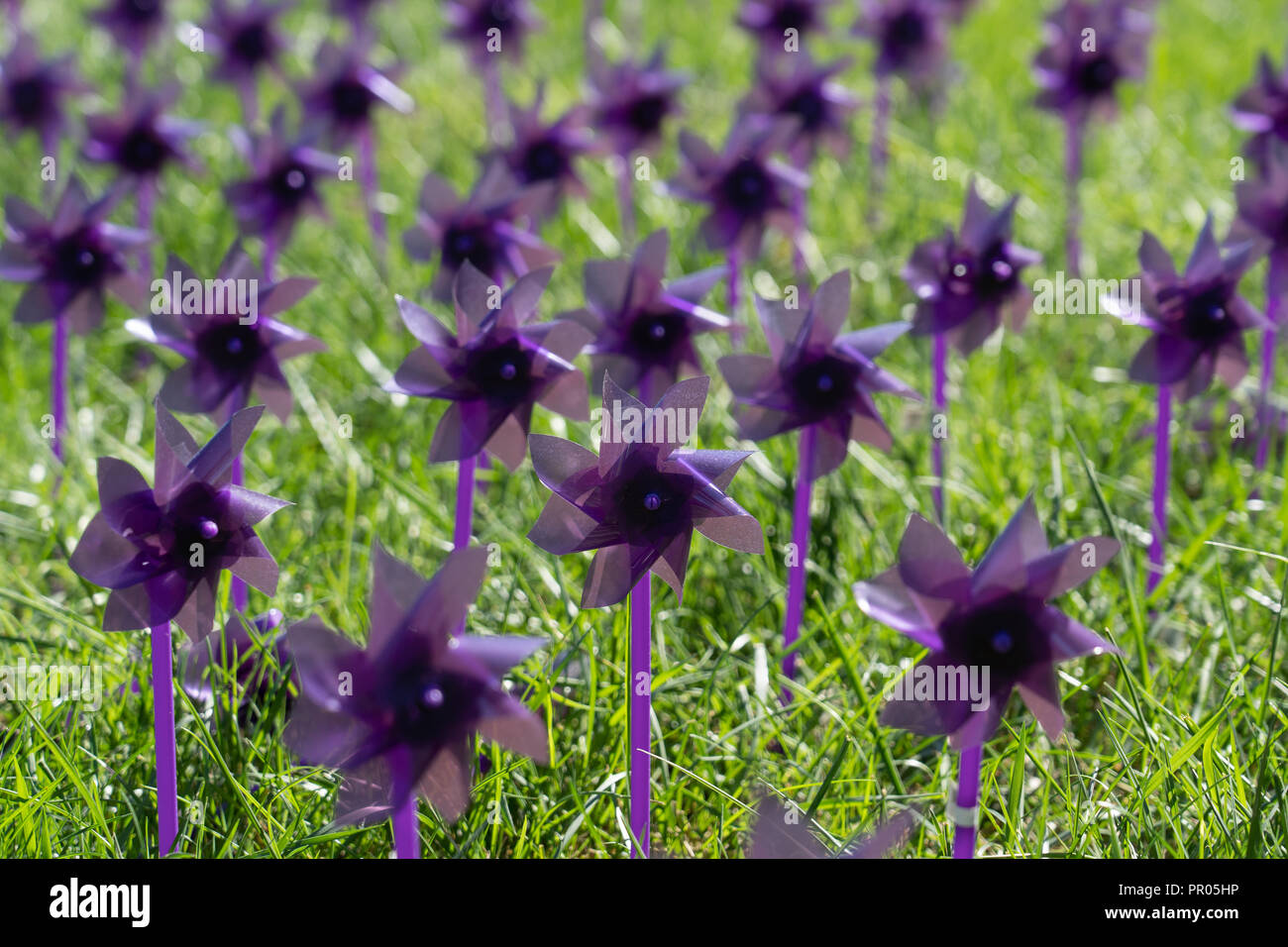 SF field of purple pinwheels Stock Photo - Alamy