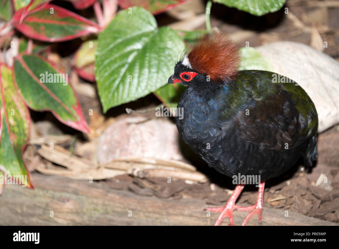 Crested Wood Partridge (Rollulus rouloul) male Stock Photo - Alamy