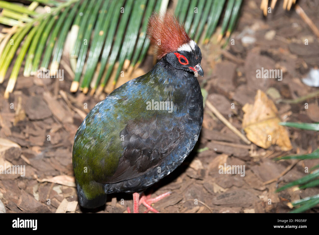 Crested Wood Partridge (Rollulus rouloul) male Stock Photo - Alamy