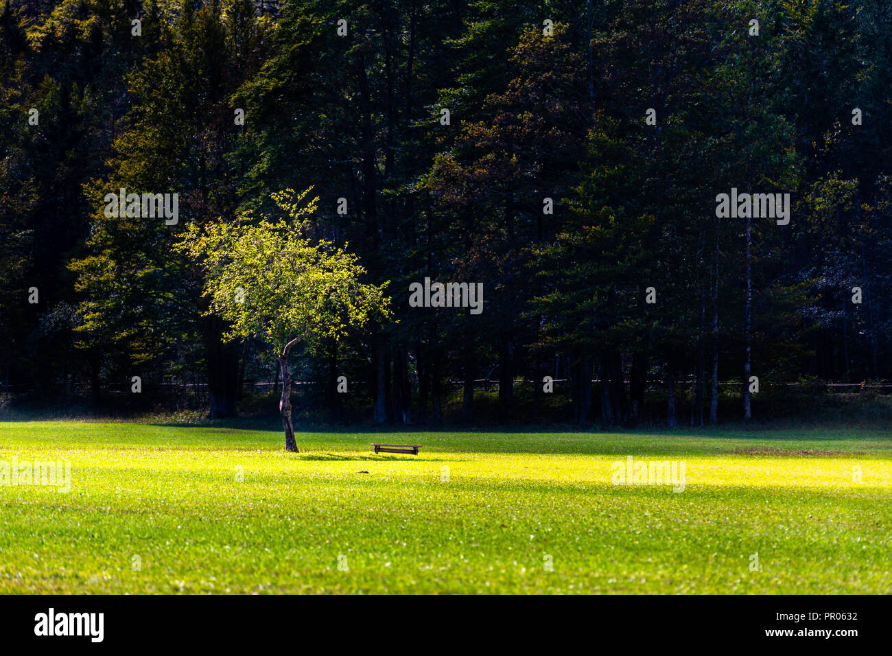 Summer evening wild apple tree hi-res stock photography and images - Alamy