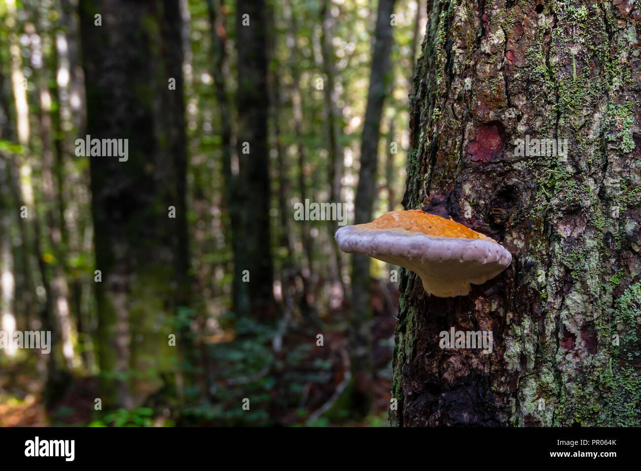 Mushroom on tree with green moss Stock Photo - Alamy
