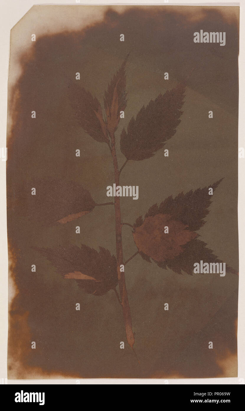 Botanical Specimen; William Henry Fox Talbot, English, 1800 - 1877 ...