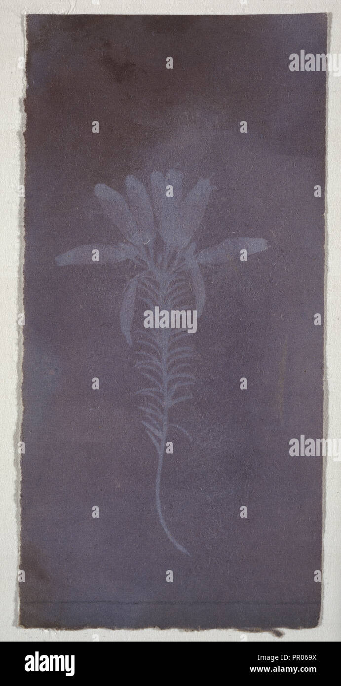 Botanical Specimen, Erica mutabolis, William Henry Fox Talbot, English ...
