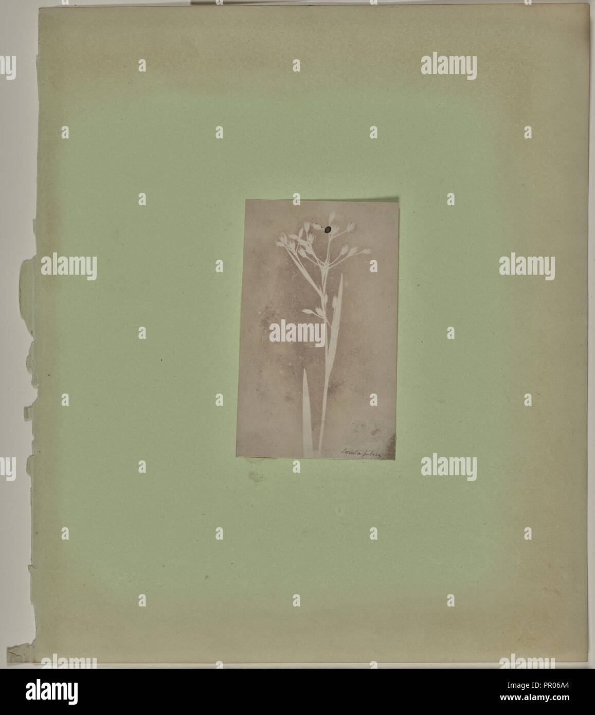 Luzula Pilosa; Attributed to William Henry Fox Talbot, English, 1800 ...