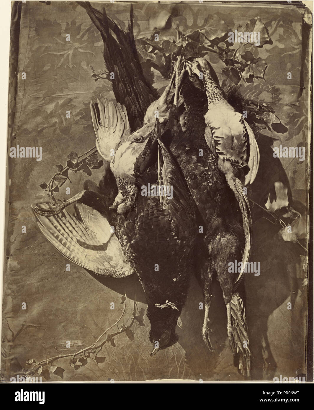 French game bird hi-res stock photography and images - Alamy