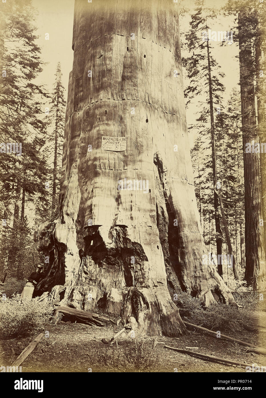 Mother of the Forest, 221 feet high; Carleton Watkins, American, 1829 ...