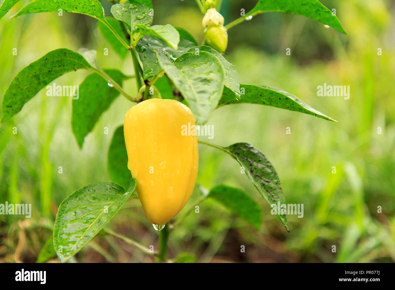 Ripe yellow bell pepper growing on bush in the garden. Bulgarian or ...