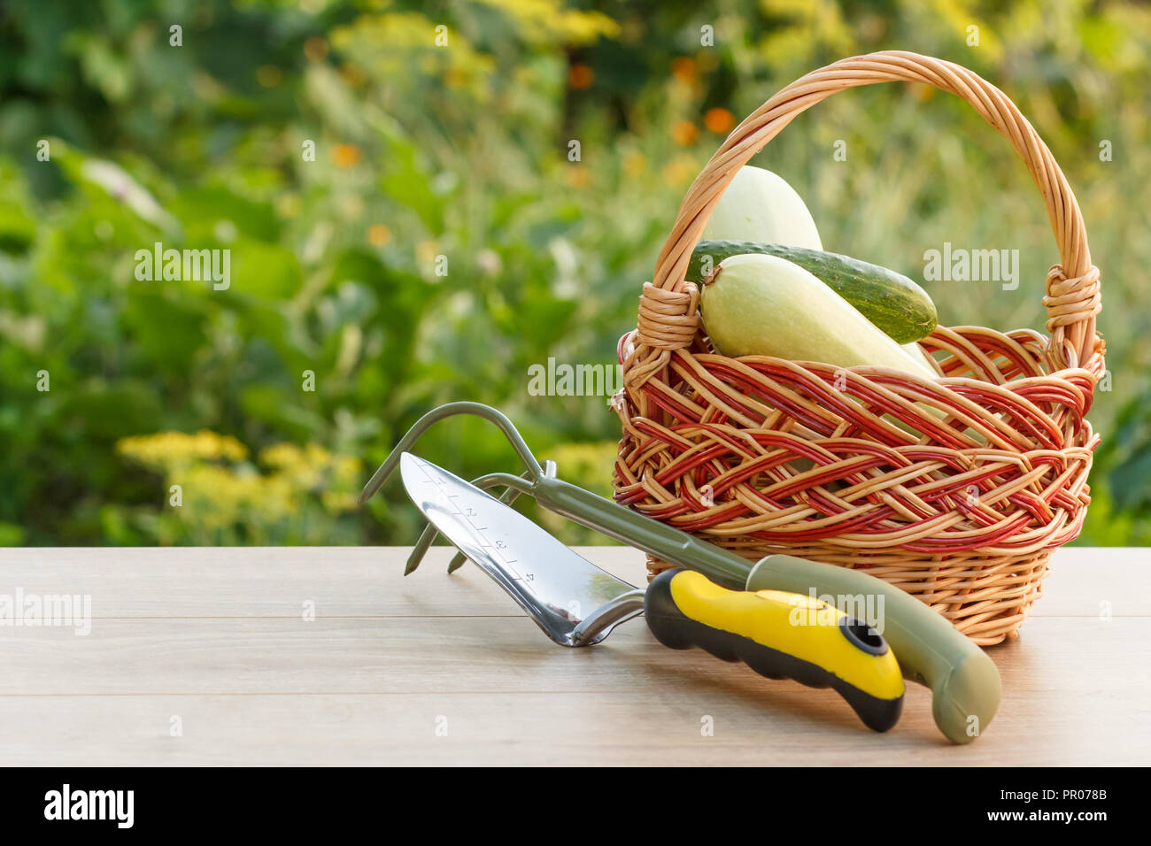 Just picked zucchinis and cucumber in a wicker basket with small hand ...
