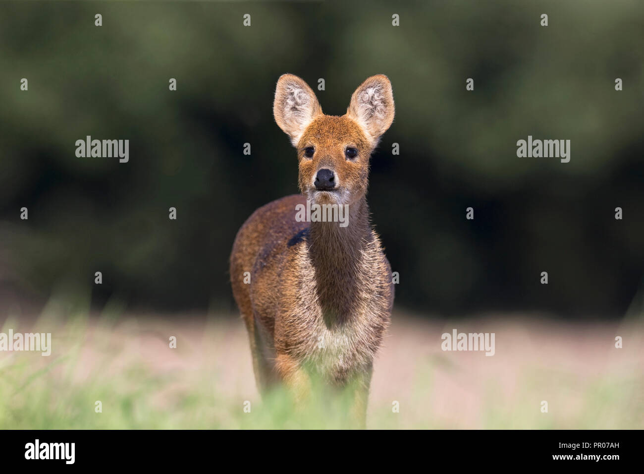 Chinese Water Deer (Hydropotes inermis Stock Photo - Alamy