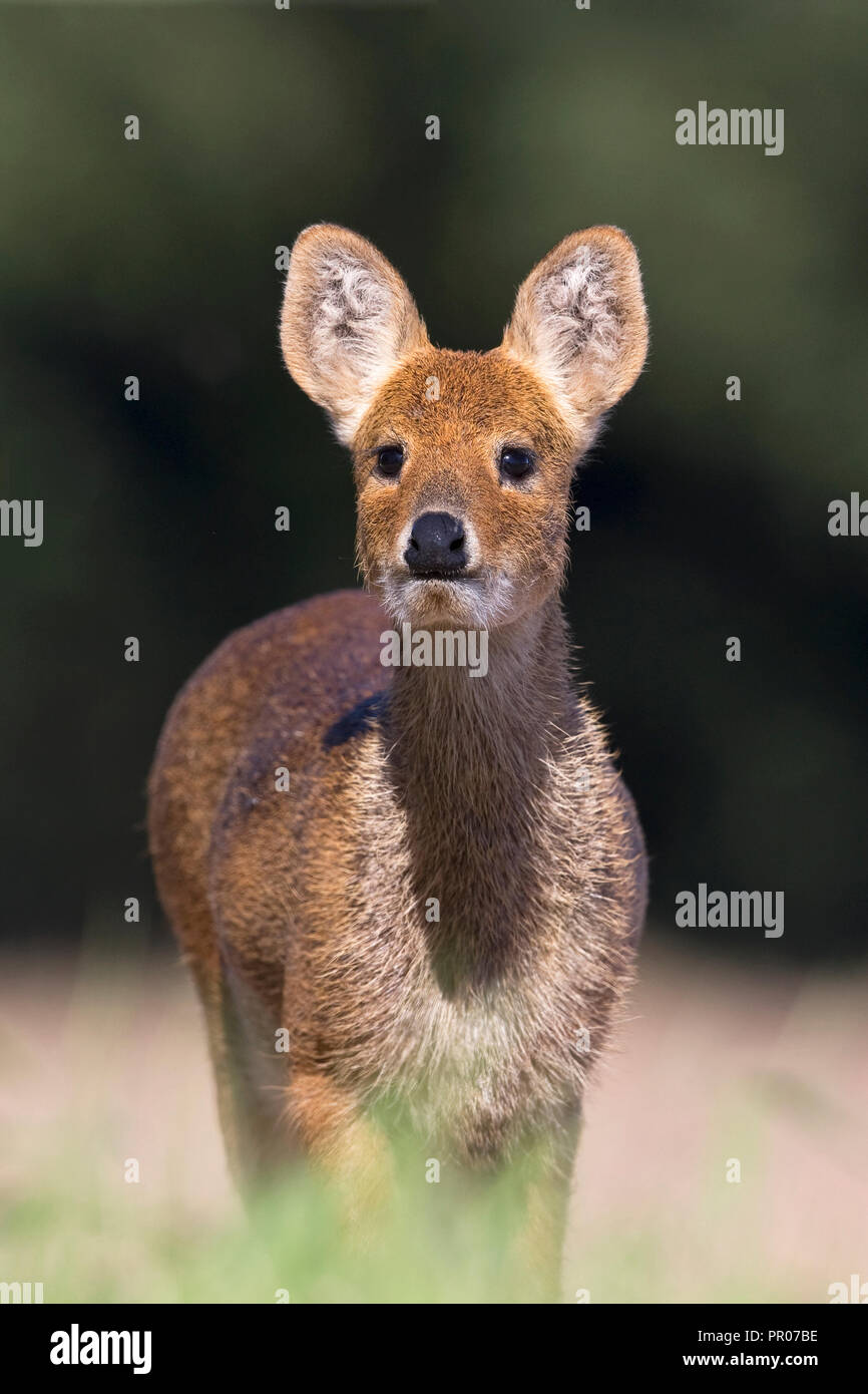 Chinese Water Deer (Hydropotes inermis Stock Photo - Alamy