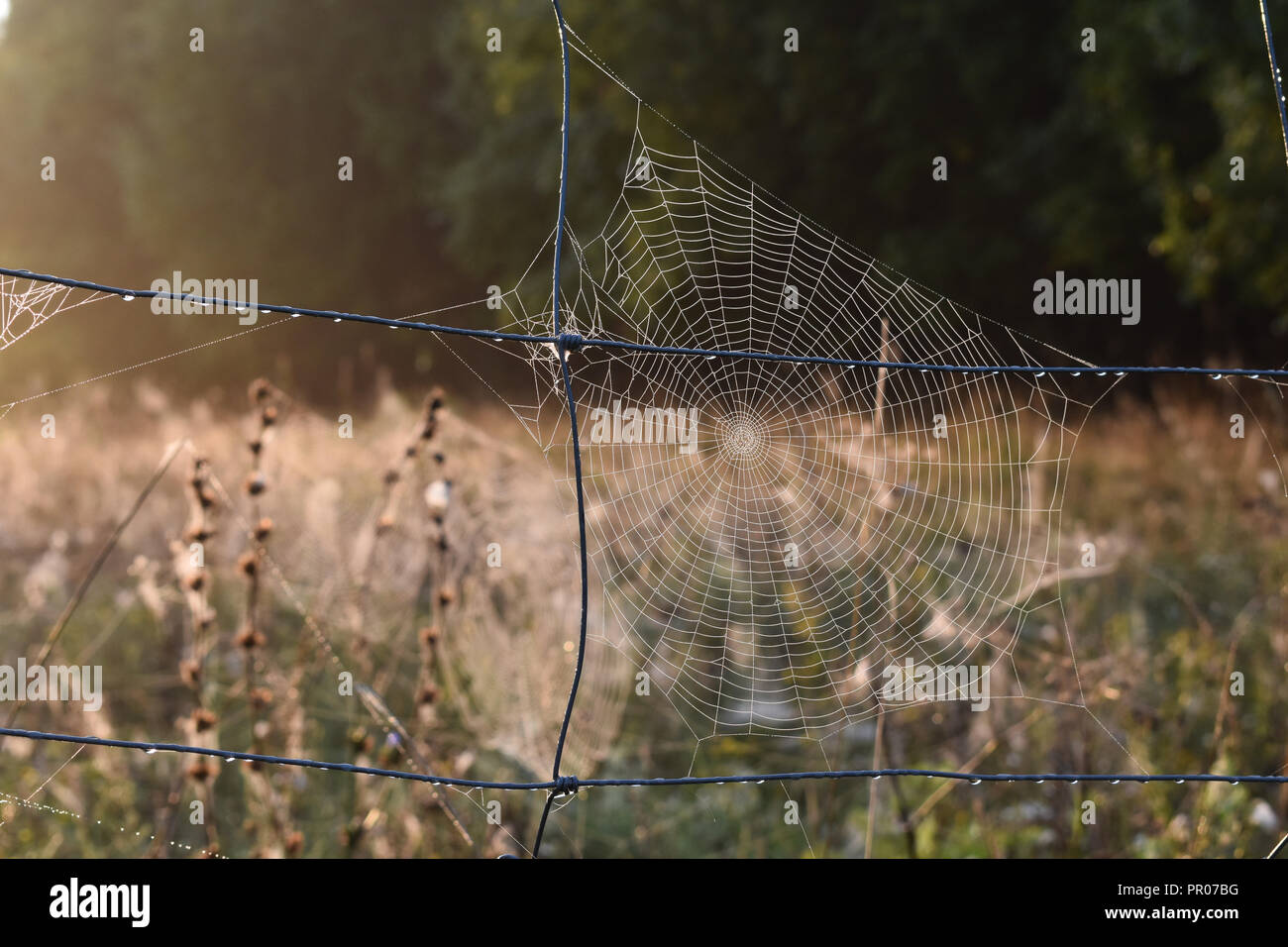 Spiders web in the morning Stock Photo - Alamy