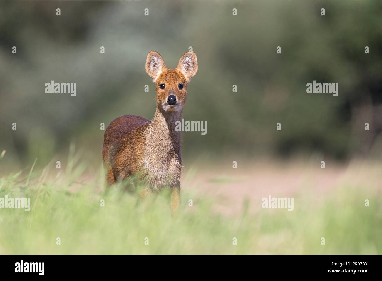 Chinese Water Deer (Hydropotes inermis Stock Photo - Alamy