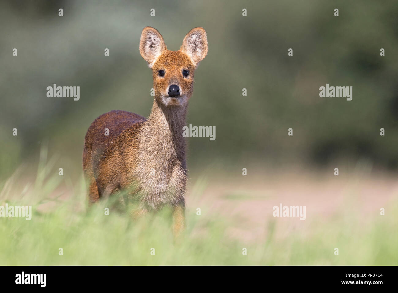 Chinese Water Deer (Hydropotes inermis Stock Photo - Alamy