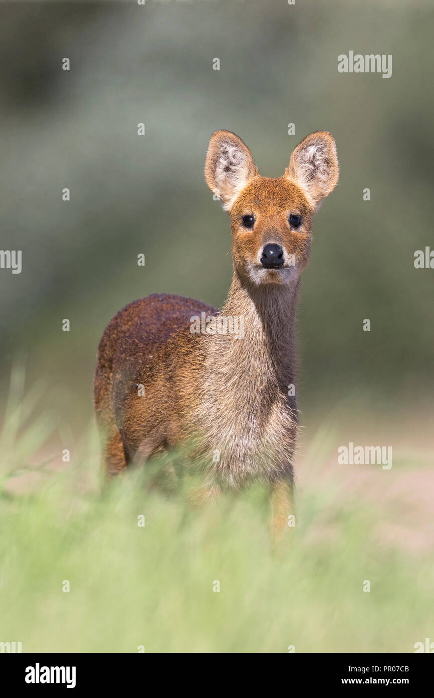 Chinese Water Deer (Hydropotes inermis Stock Photo - Alamy
