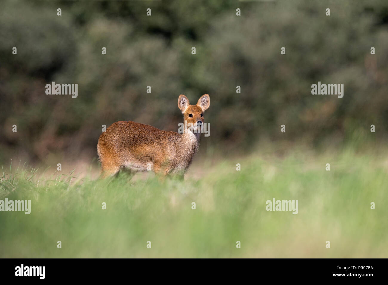 Chinese Water Deer (Hydropotes inermis Stock Photo - Alamy