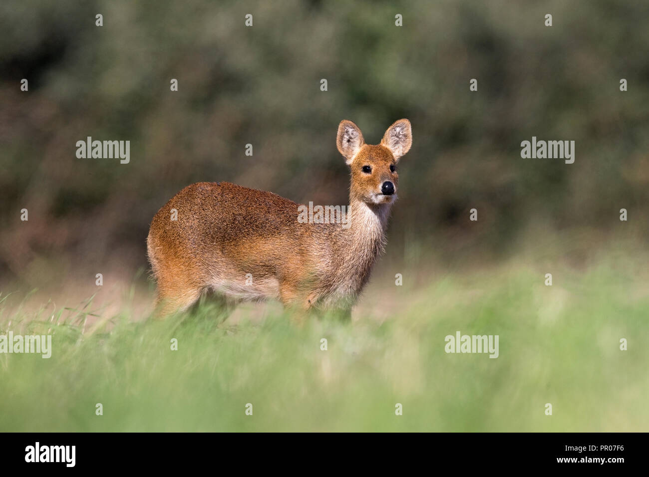 Chinese Water Deer (Hydropotes inermis Stock Photo - Alamy