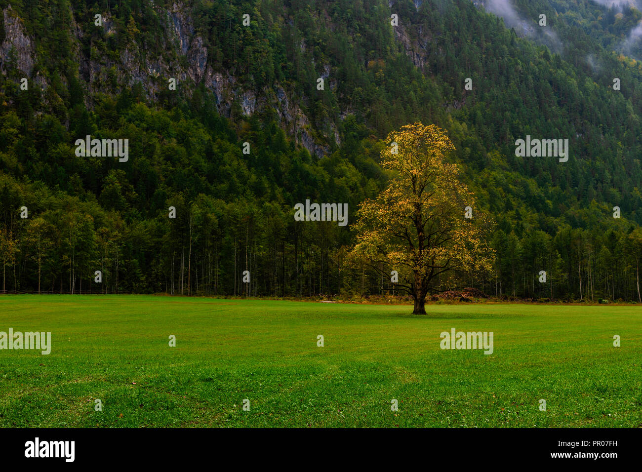 Beautiful elm tree hi-res stock photography and images - Alamy
