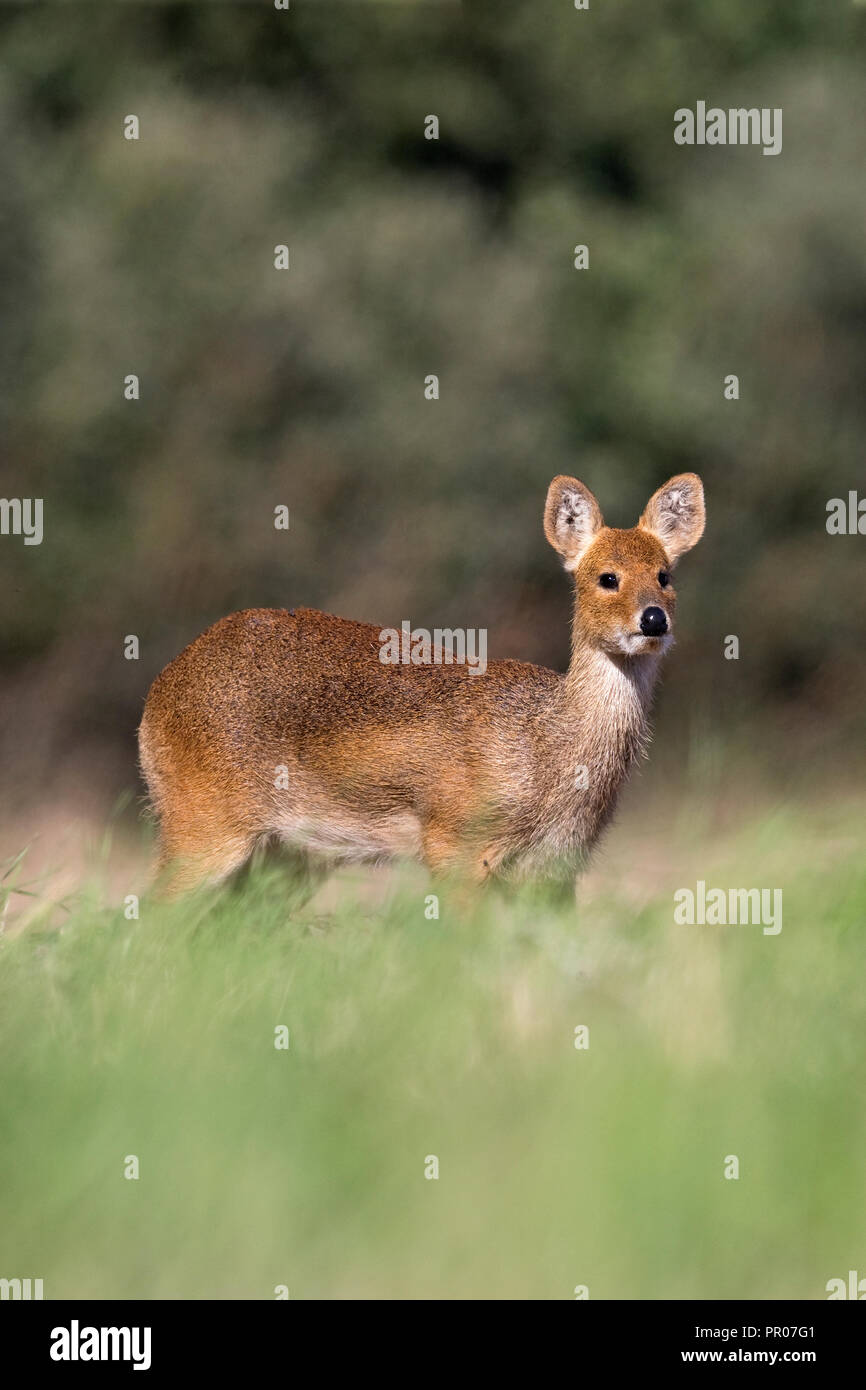 Chinese Water Deer (Hydropotes inermis Stock Photo - Alamy