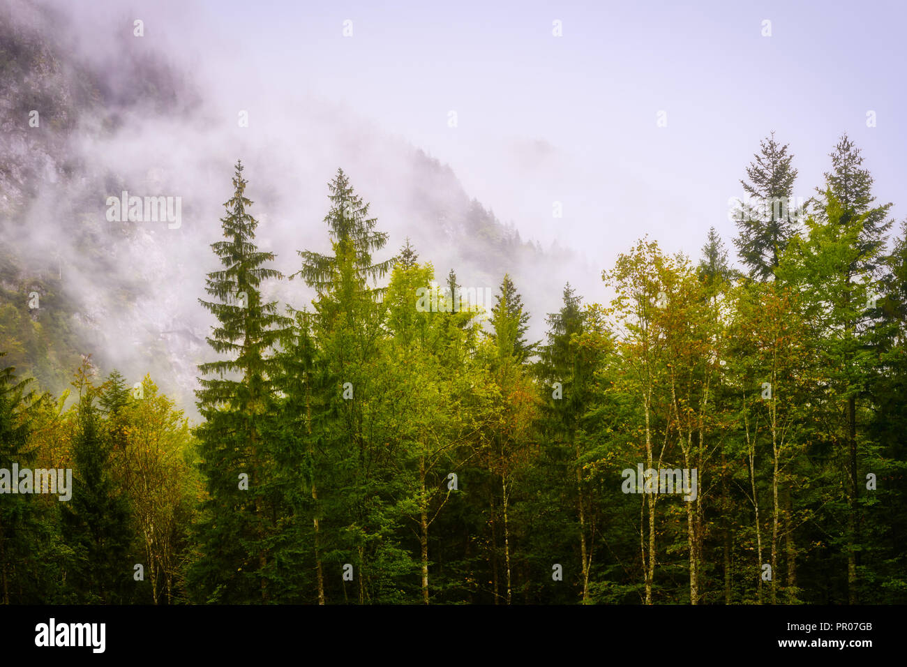 Magical forest light hi-res stock photography and images - Alamy