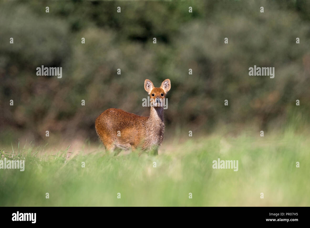 Chinese Water Deer (Hydropotes inermis Stock Photo - Alamy