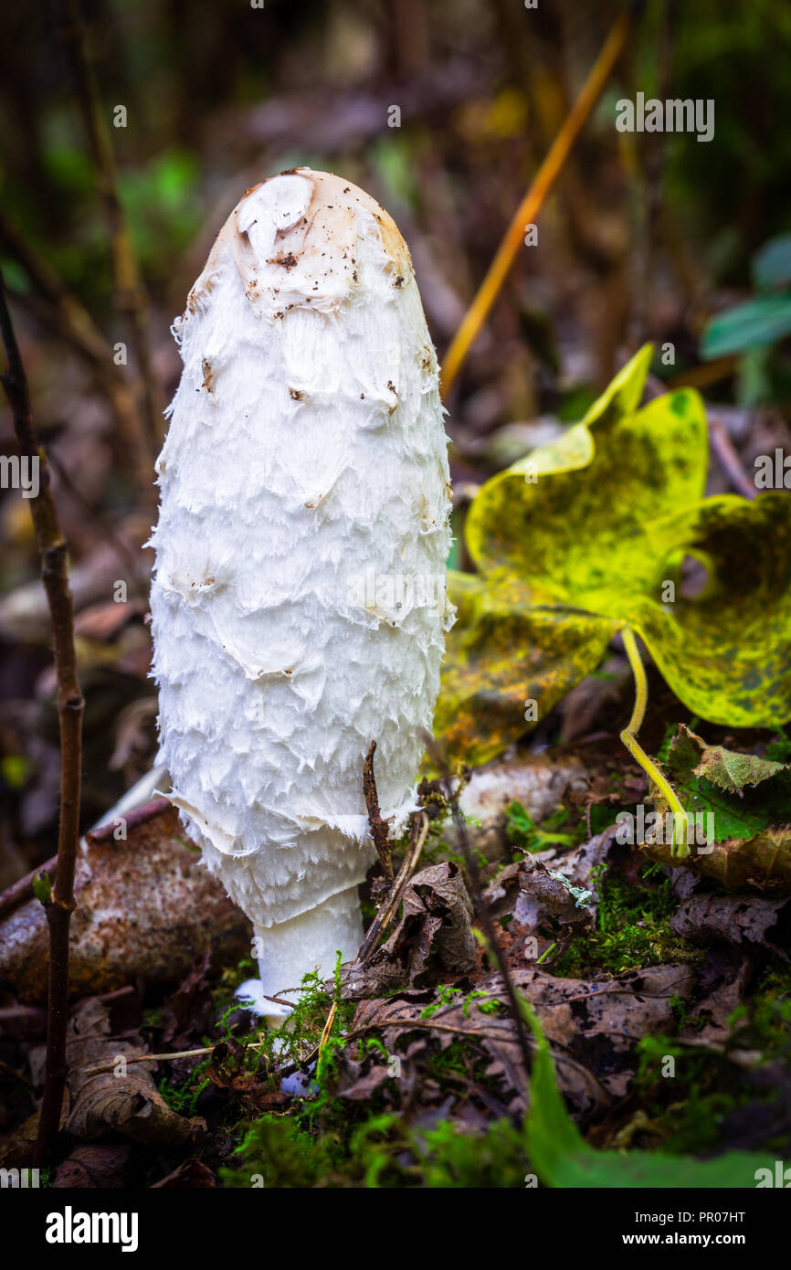 Eukaryotic organisms hi-res stock photography and images - Alamy