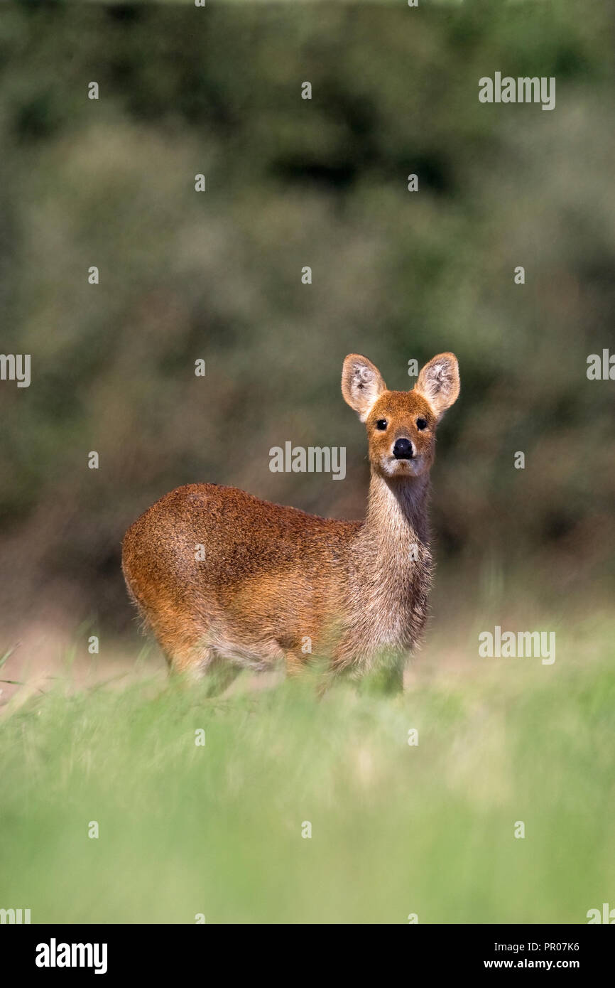 Chinese Water Deer (Hydropotes inermis Stock Photo - Alamy
