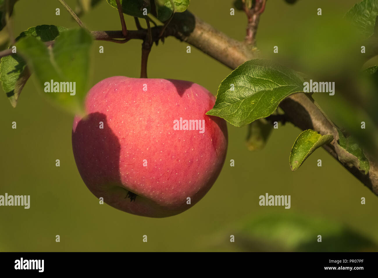 Growing apples on apple tree in a garden, natutal light Stock Photo - Alamy
