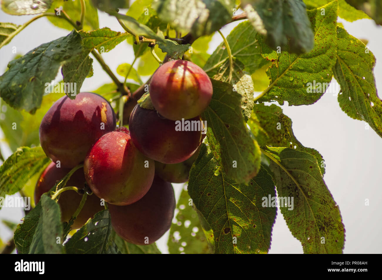 Growing ripe plums on a tree in a garden, sun natural light Stock Photo ...