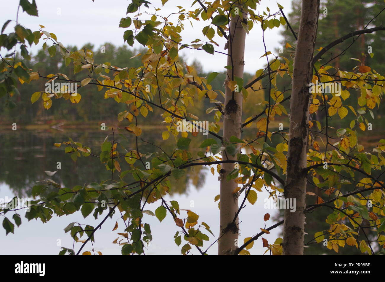 Autumn colours in the forests of Dalarna in Sweden Stock Photo - Alamy