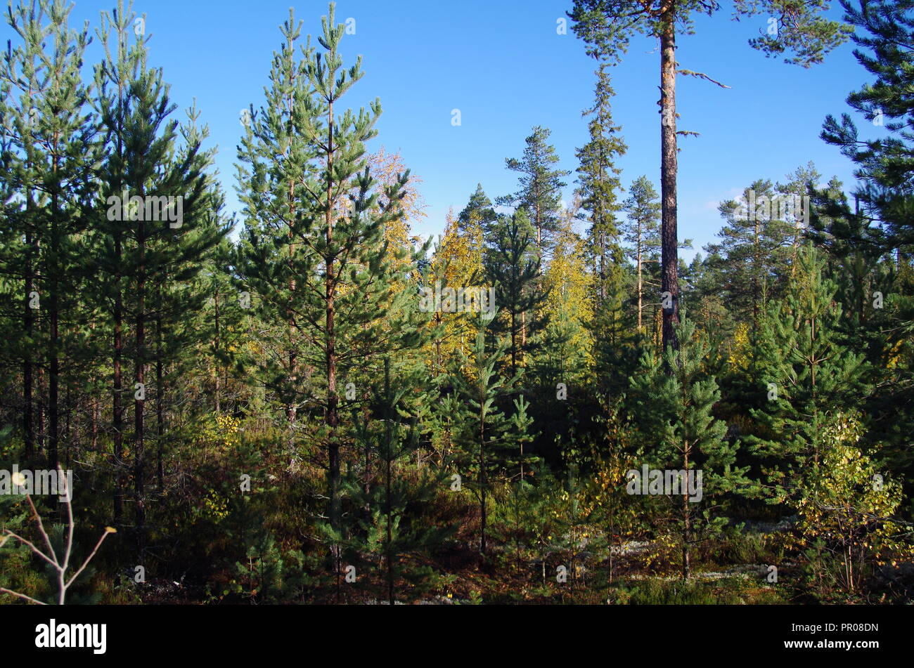 Swedish forests hi-res stock photography and images - Alamy