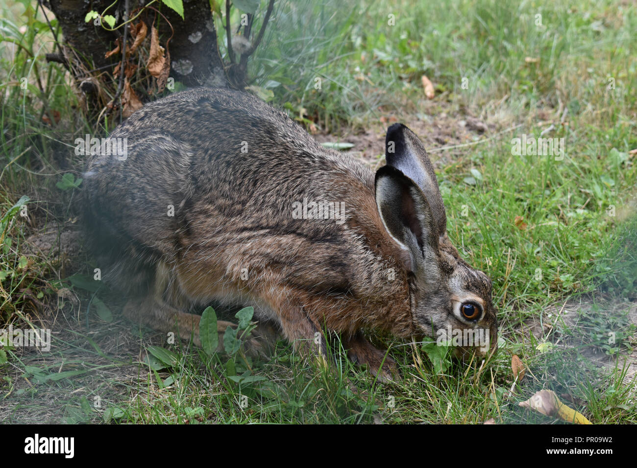 Hare Furry High Resolution Stock Photography and Images - Alamy