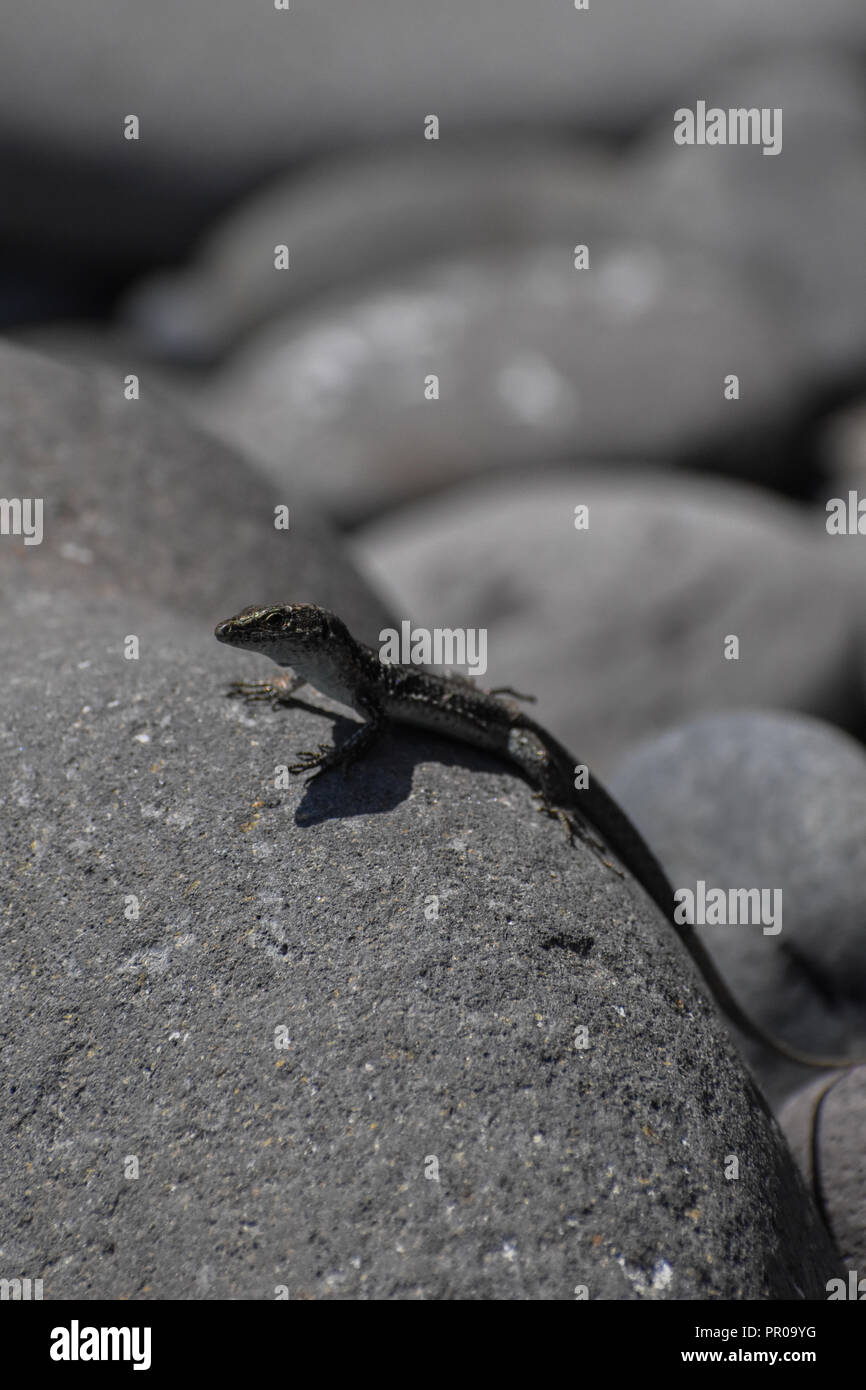 Lizard vector hi-res stock photography and images - Alamy