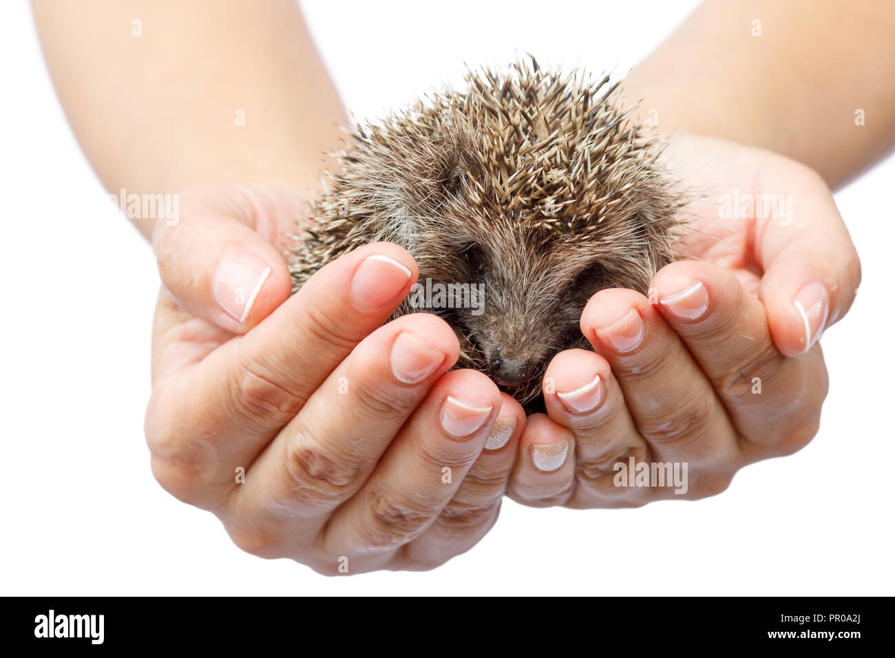 Young hedgehog in human hands. Little animal needs protection ...