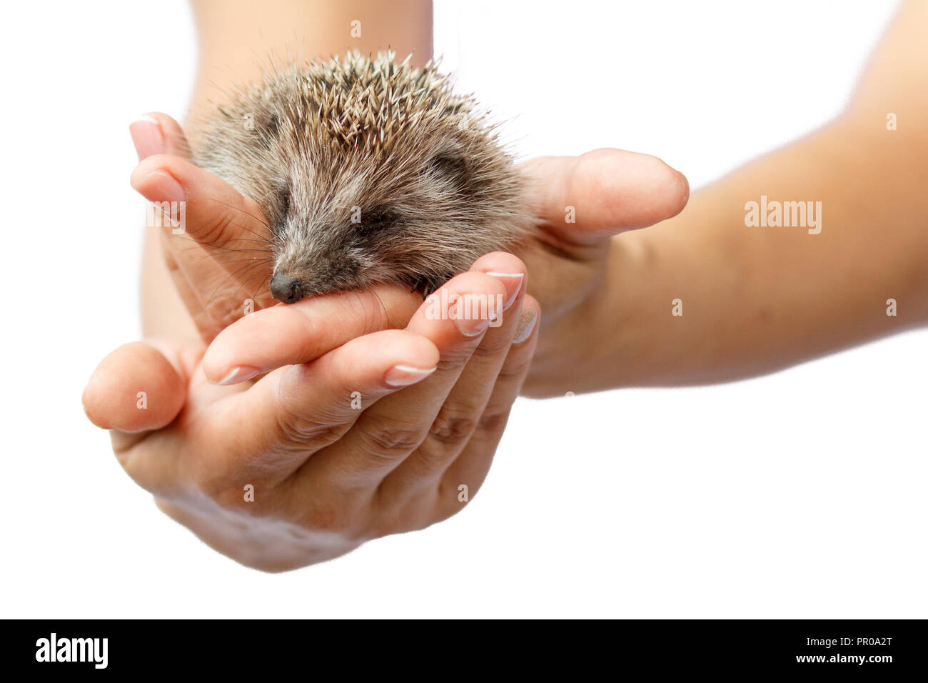 Young hedgehog in human hands. Little animal needs protection ...