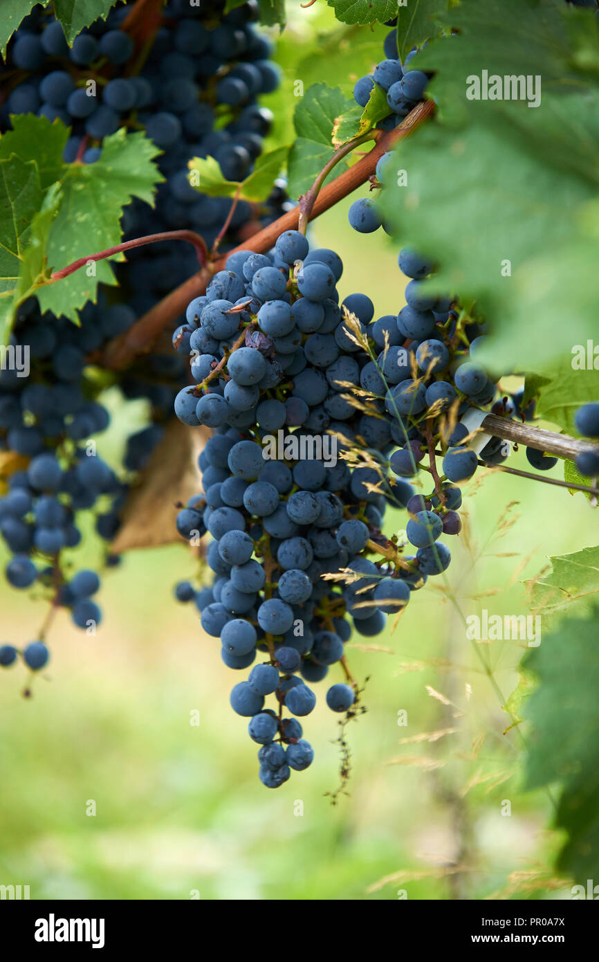 Alamy grapes hi-res stock photography and images - Alamy