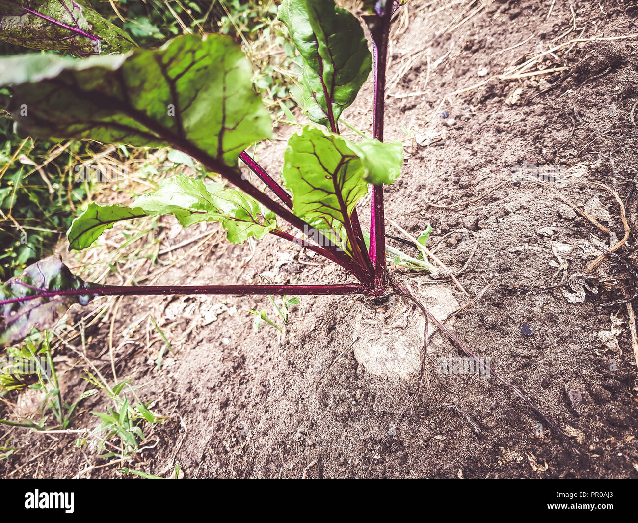 Beetroot growing in ground hi-res stock photography and images - Alamy