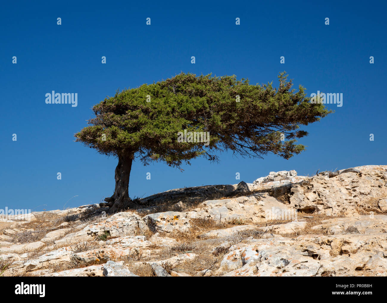 Windswept tree hi-res stock photography and images - Alamy
