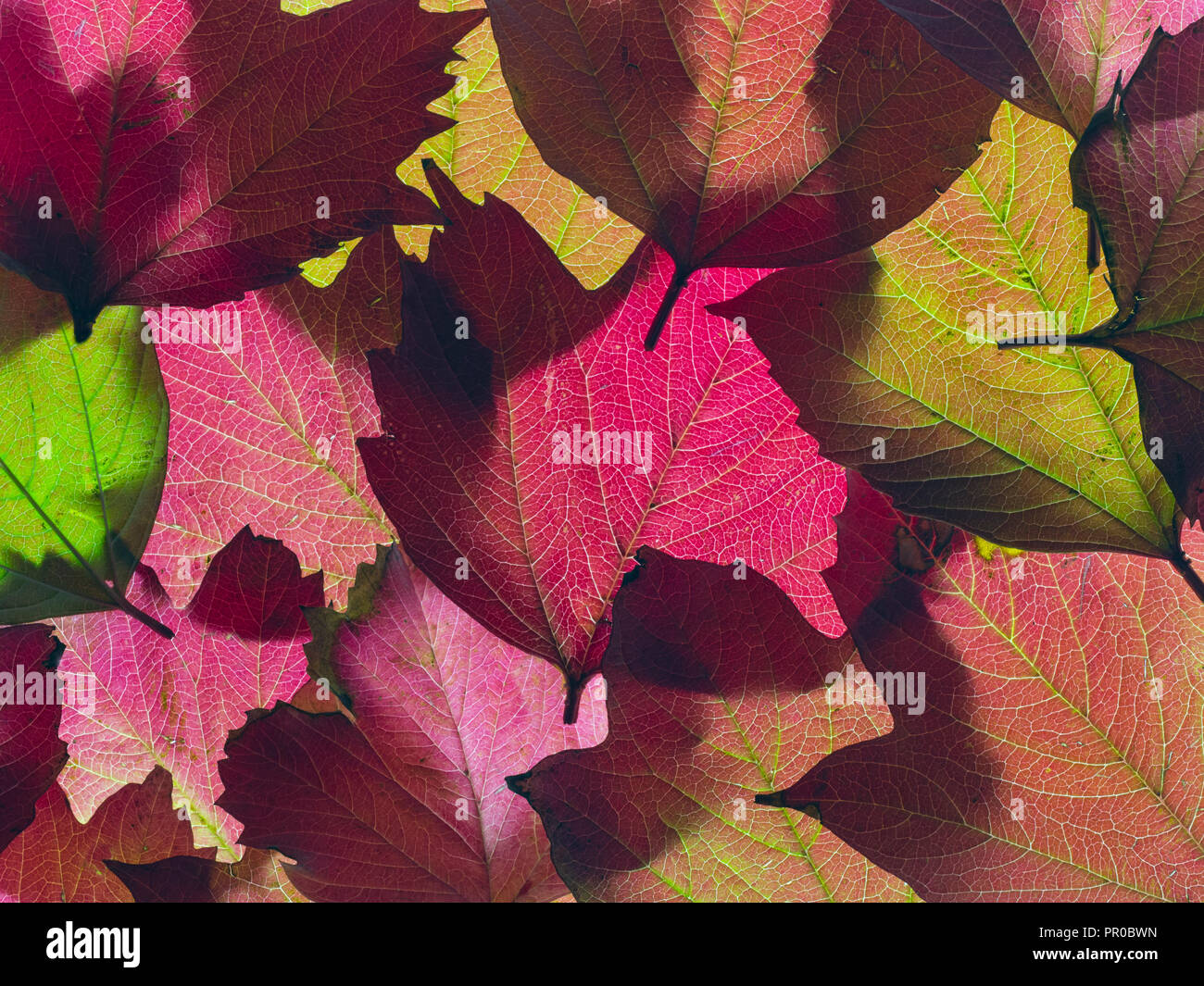 Autumn leaves of Guelder Rose Viburnum opulus Stock Photo - Alamy