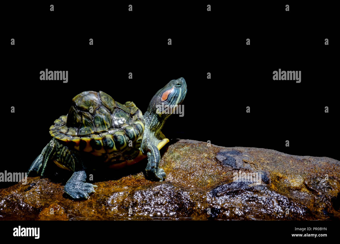 European pond turtle close hi-res stock photography and images - Alamy