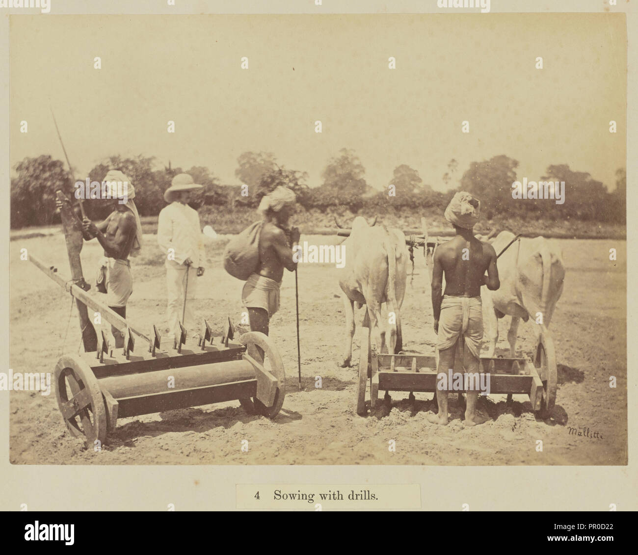 Mallitte hi-res stock photography and images - Alamy