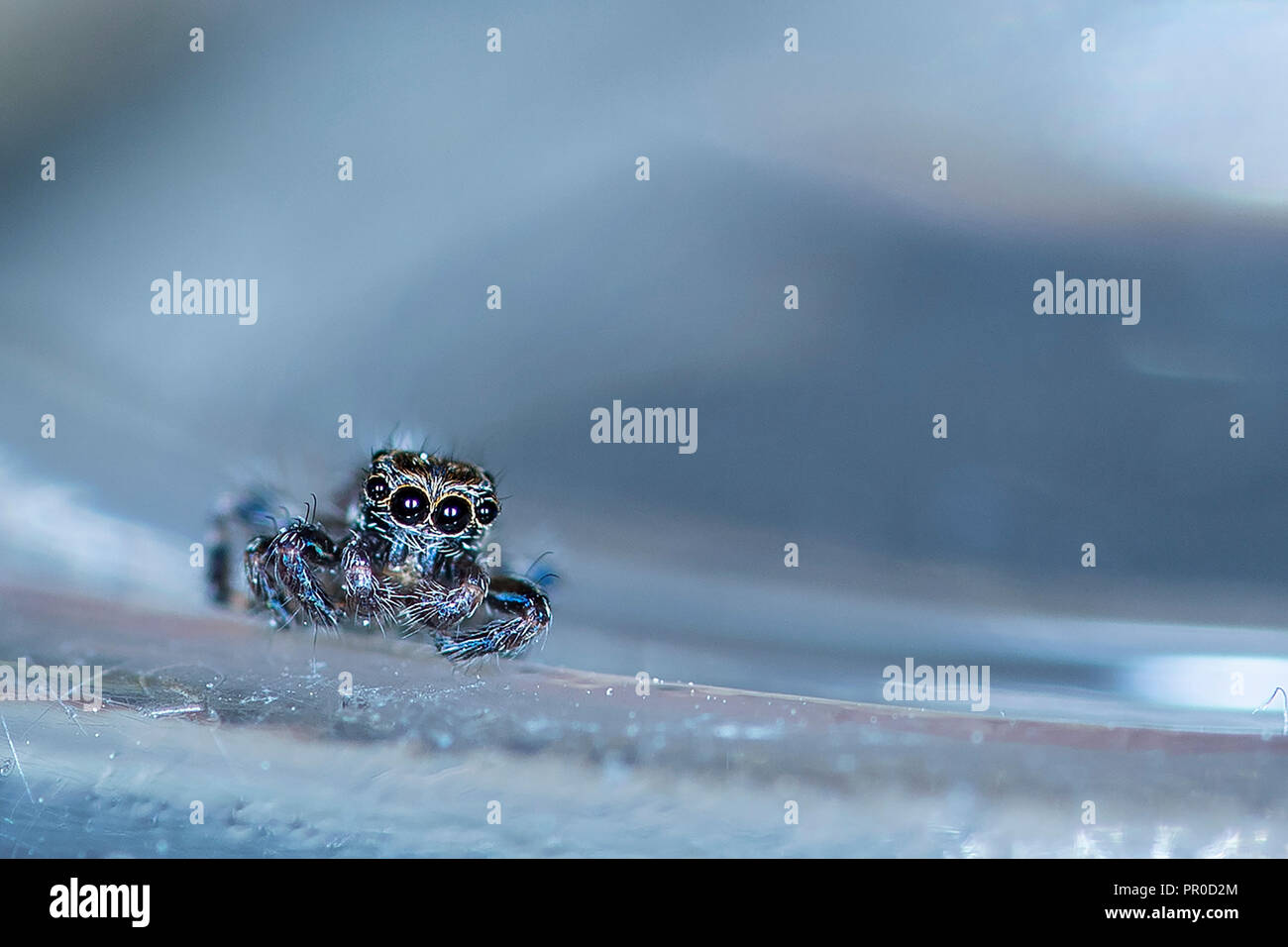 Cute jumping spider sitting on glass surface - close up with copy space ...