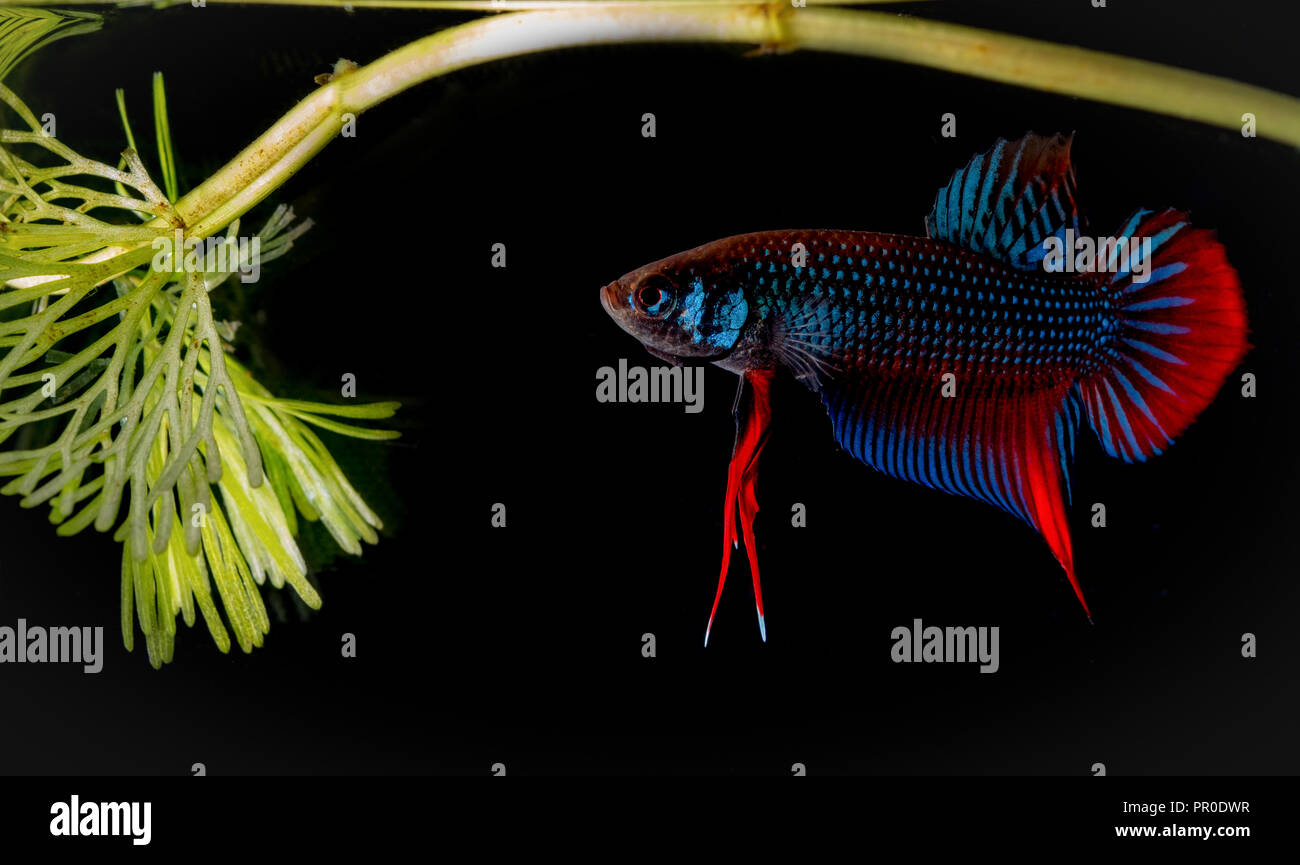 How To Stop Aquarium Fish From Fighting at Richard Montejano blog